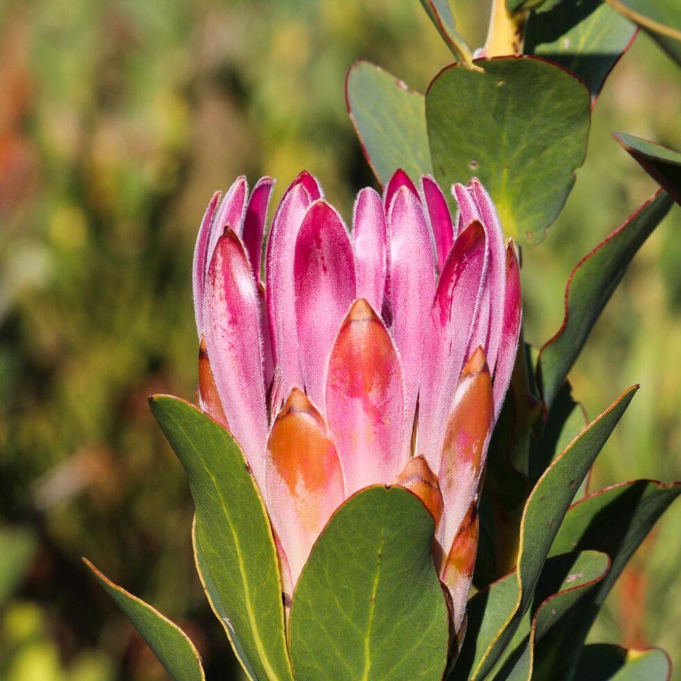 Protea compacta - Kleinmond Fynbos