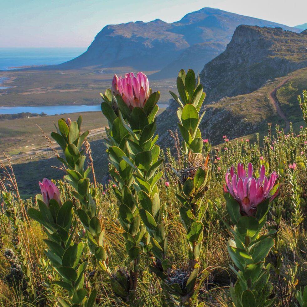 Protea compacta - Kleinmond Fynbos